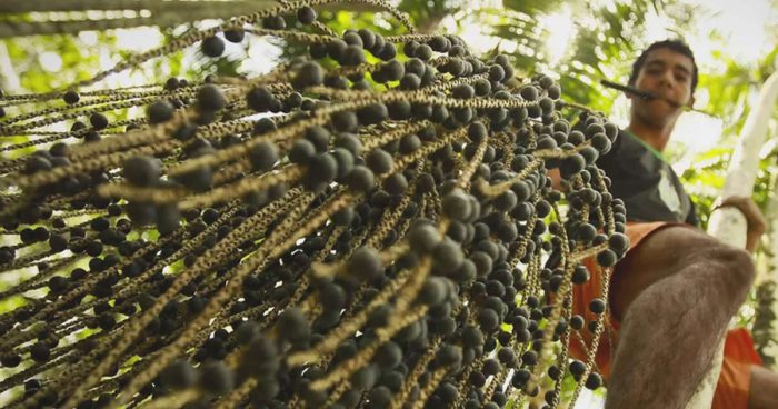 ¿Dónde y cómo se produce el açaí en Brasil? - Almalibre Acai House